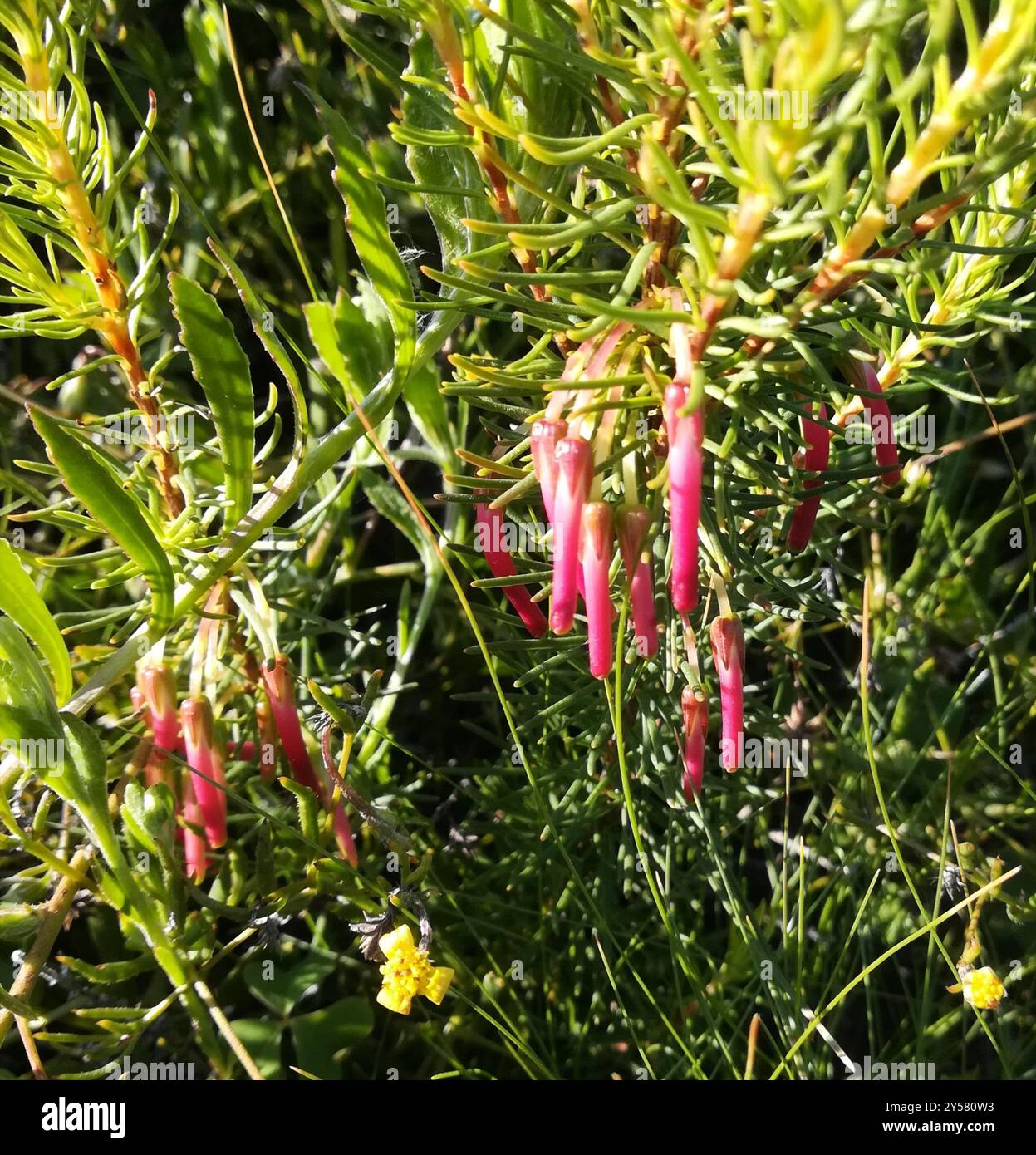 Erica plukenetii hi-res stock photography and images - Alamy