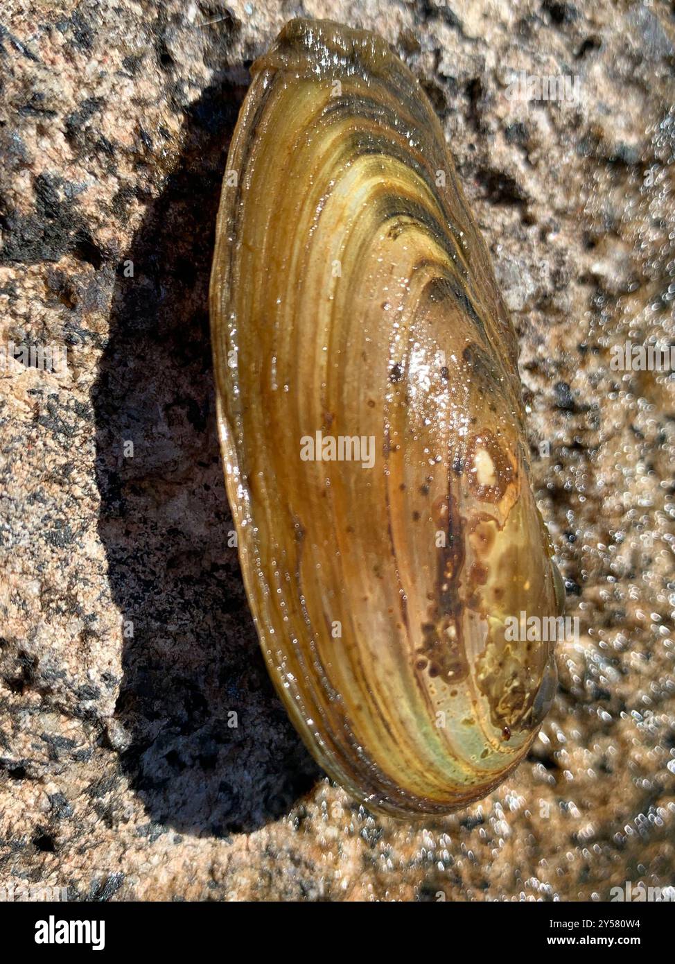 Western Floater (Anodonta kennerlyi) Mollusca Stock Photo - Alamy