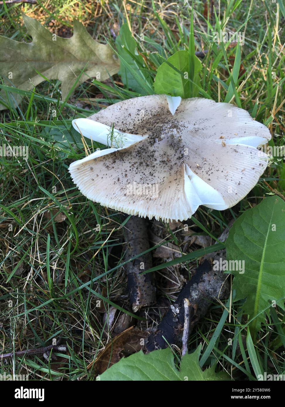 Hated Caesar (Amanita spreta) Fungi Stock Photo - Alamy