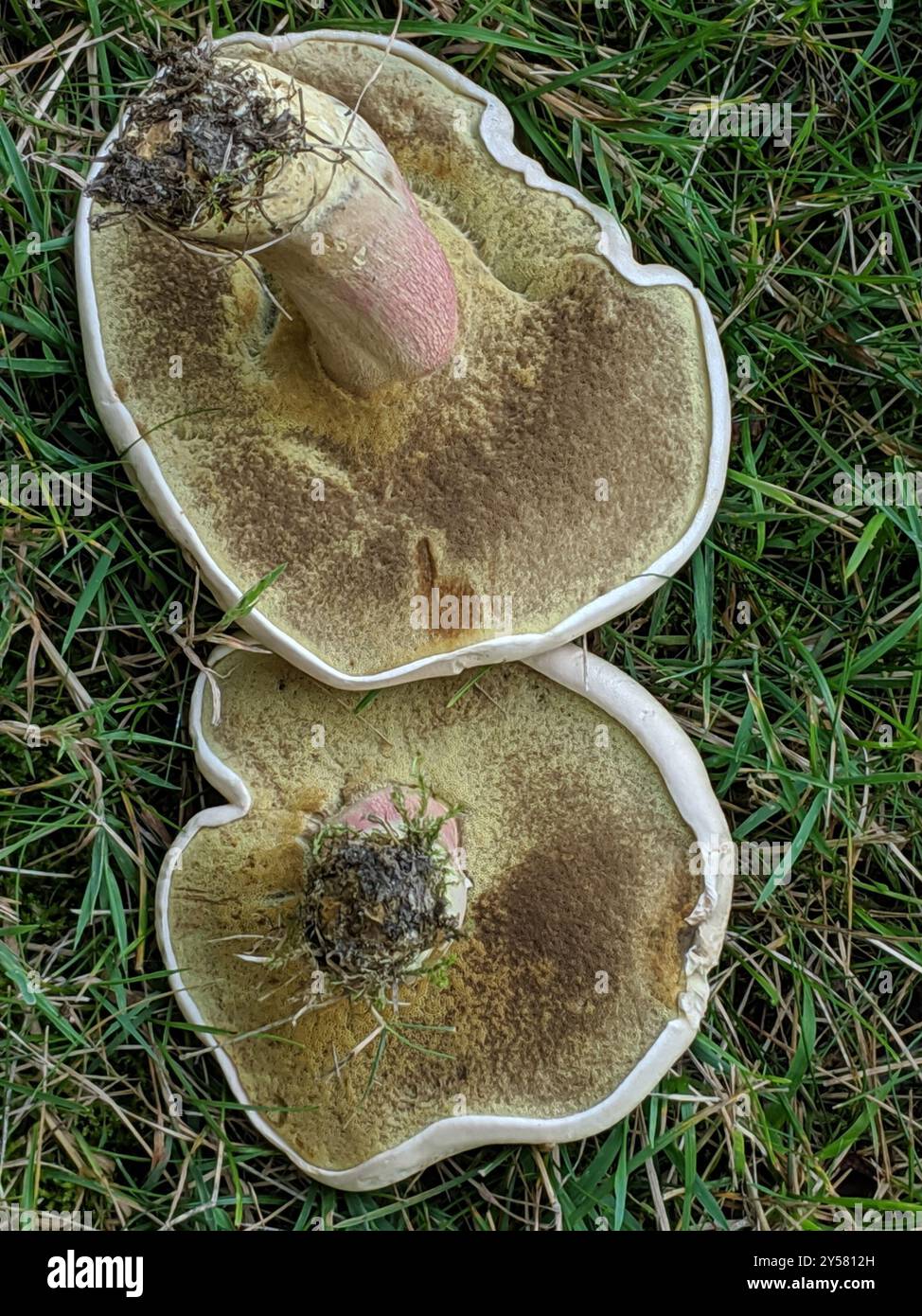 (Caloboletus inedulis) Fungi Stock Photo - Alamy