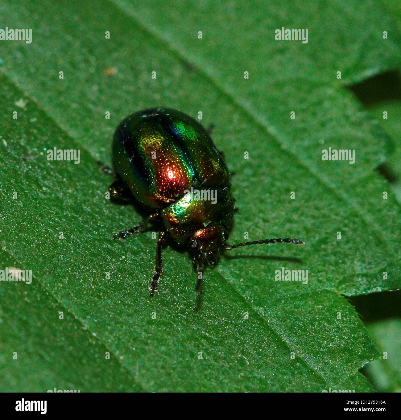 Dead-nettle Leaf Beetle (Fasta fastuosa) Insecta Stock Photo - Alamy