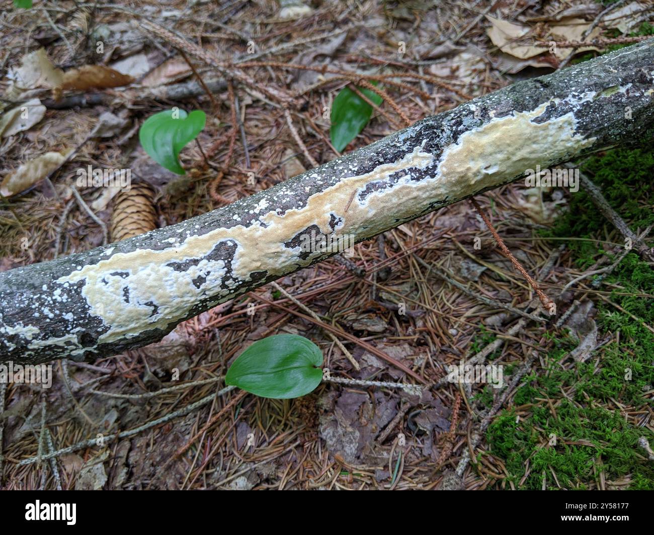 shelf fungi (Polyporales) Fungi Stock Photo - Alamy