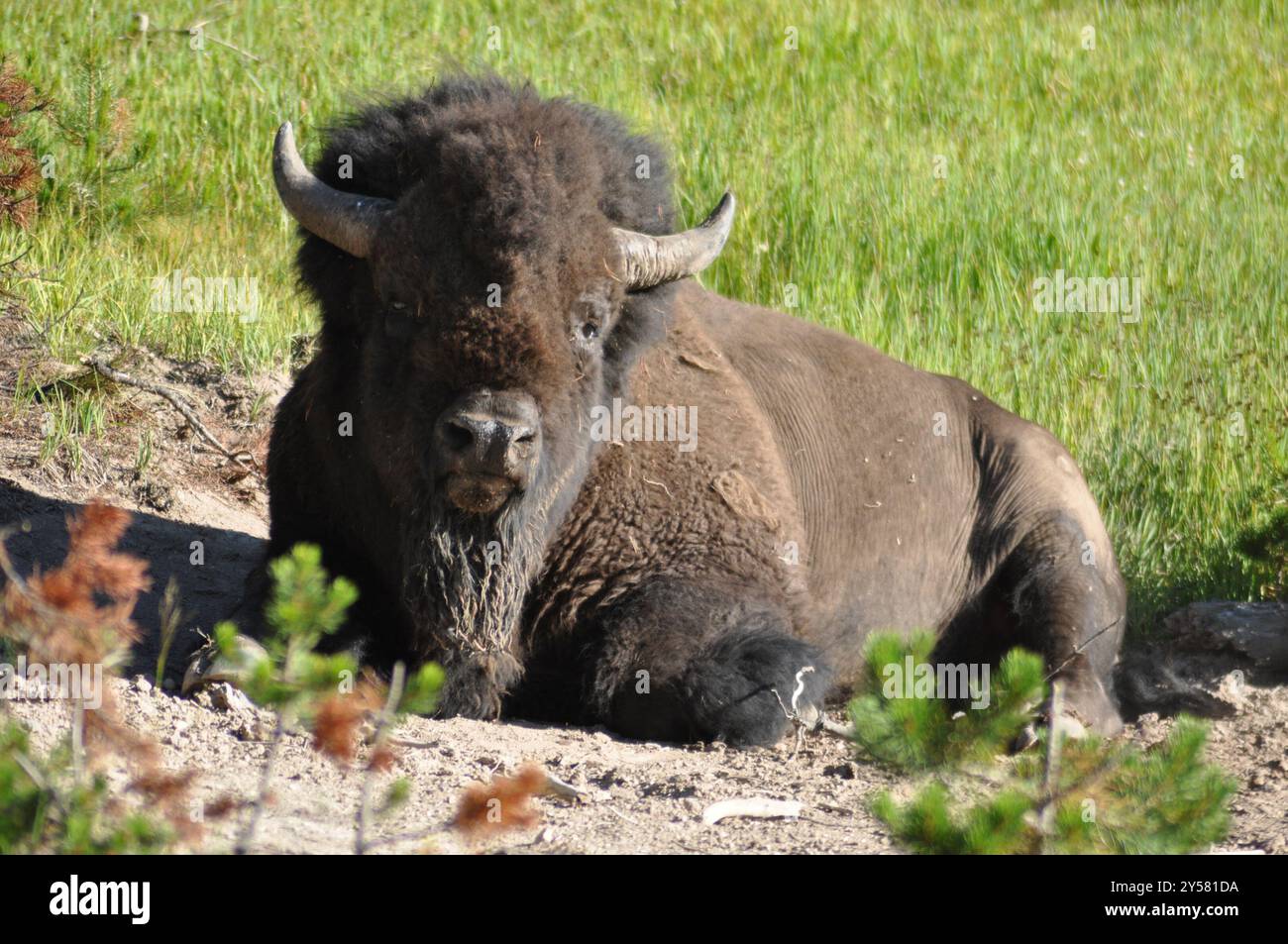 American Bison (Bison bison) Mammalia Stock Photo - Alamy