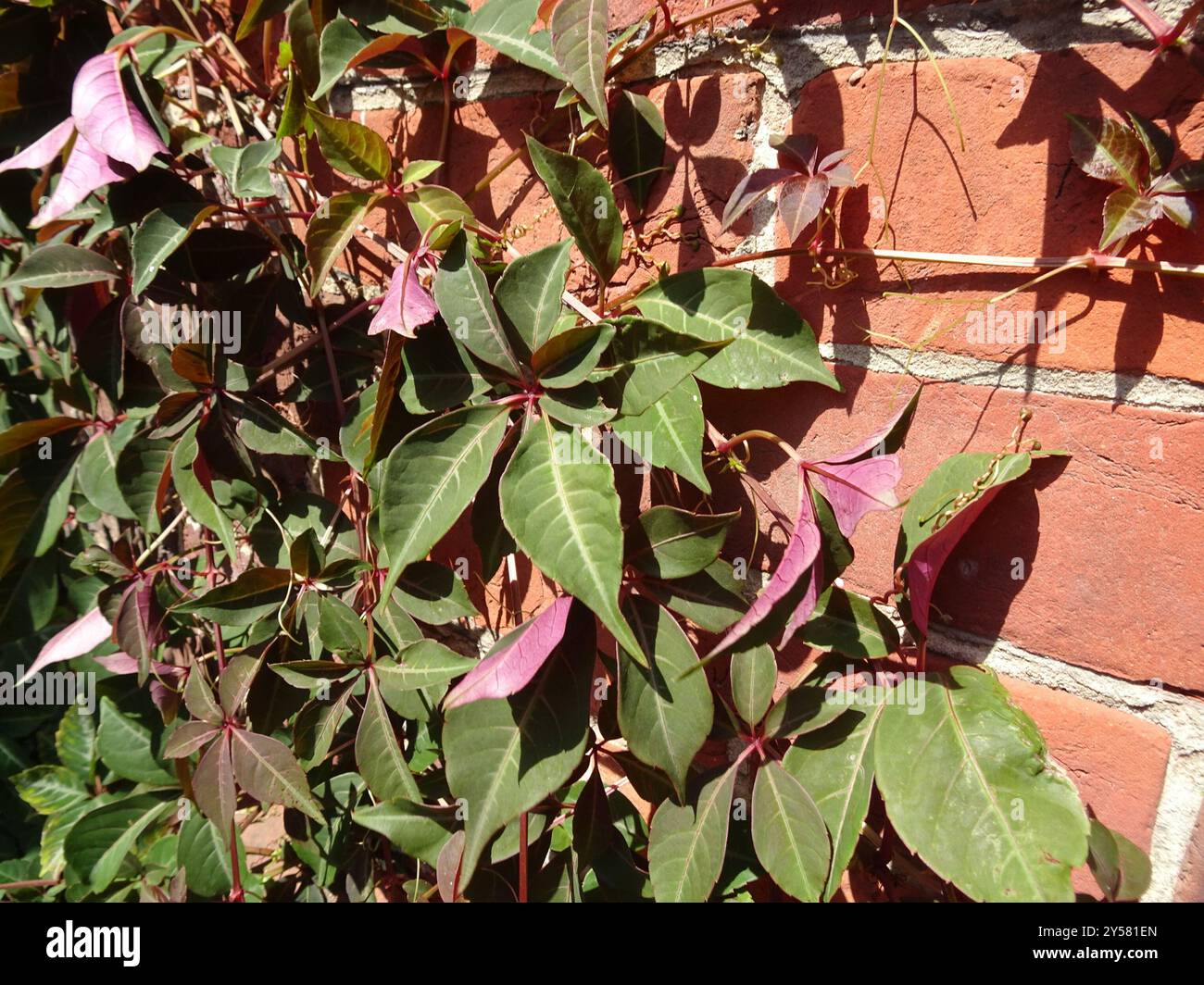 Chinese Virginia Creeper (Parthenocissus henryana) Plantae Stock Photo ...