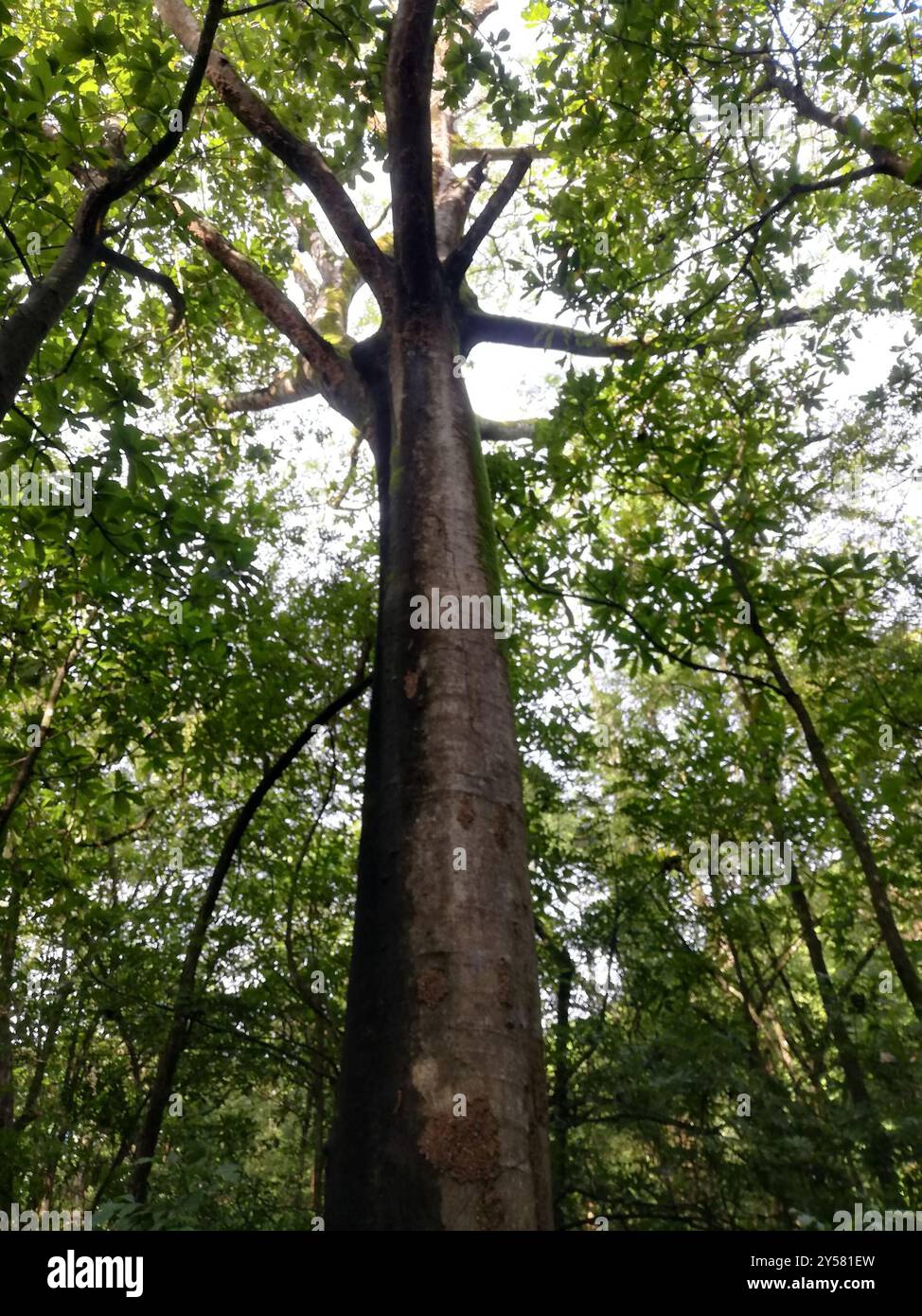 Brazilian fern tree (Schizolobium parahyba) Plantae Stock Photo - Alamy