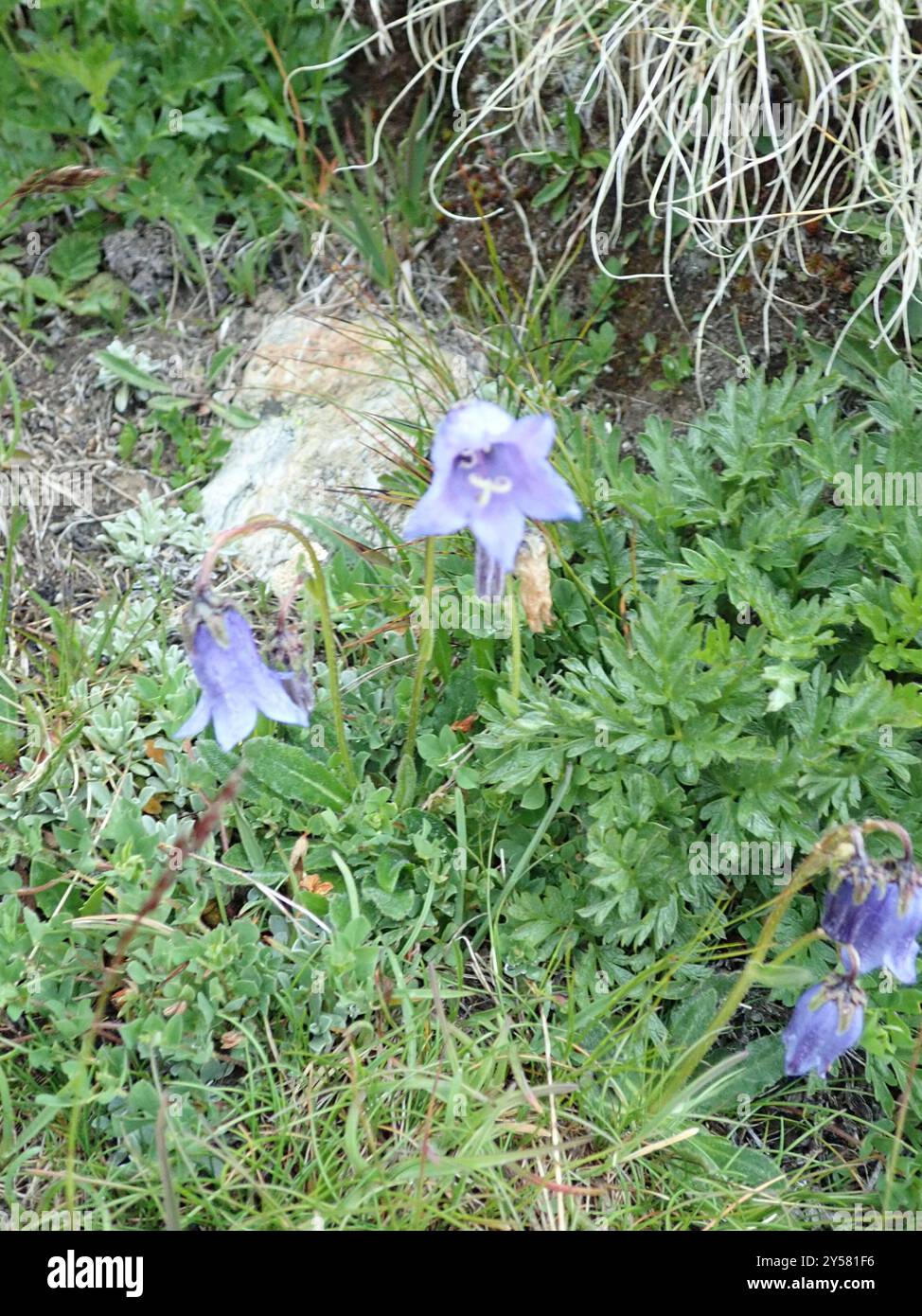 Bearded Bellflower (Campanula barbata) Plantae Stock Photo - Alamy
