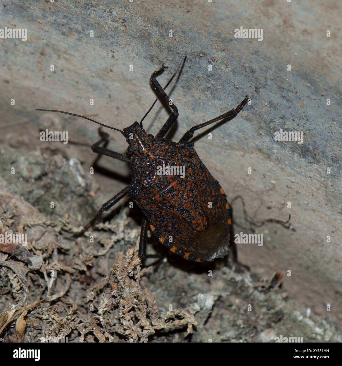 Almond Stink Bug (Apodiphus amygdali) Insecta Stock Photo - Alamy