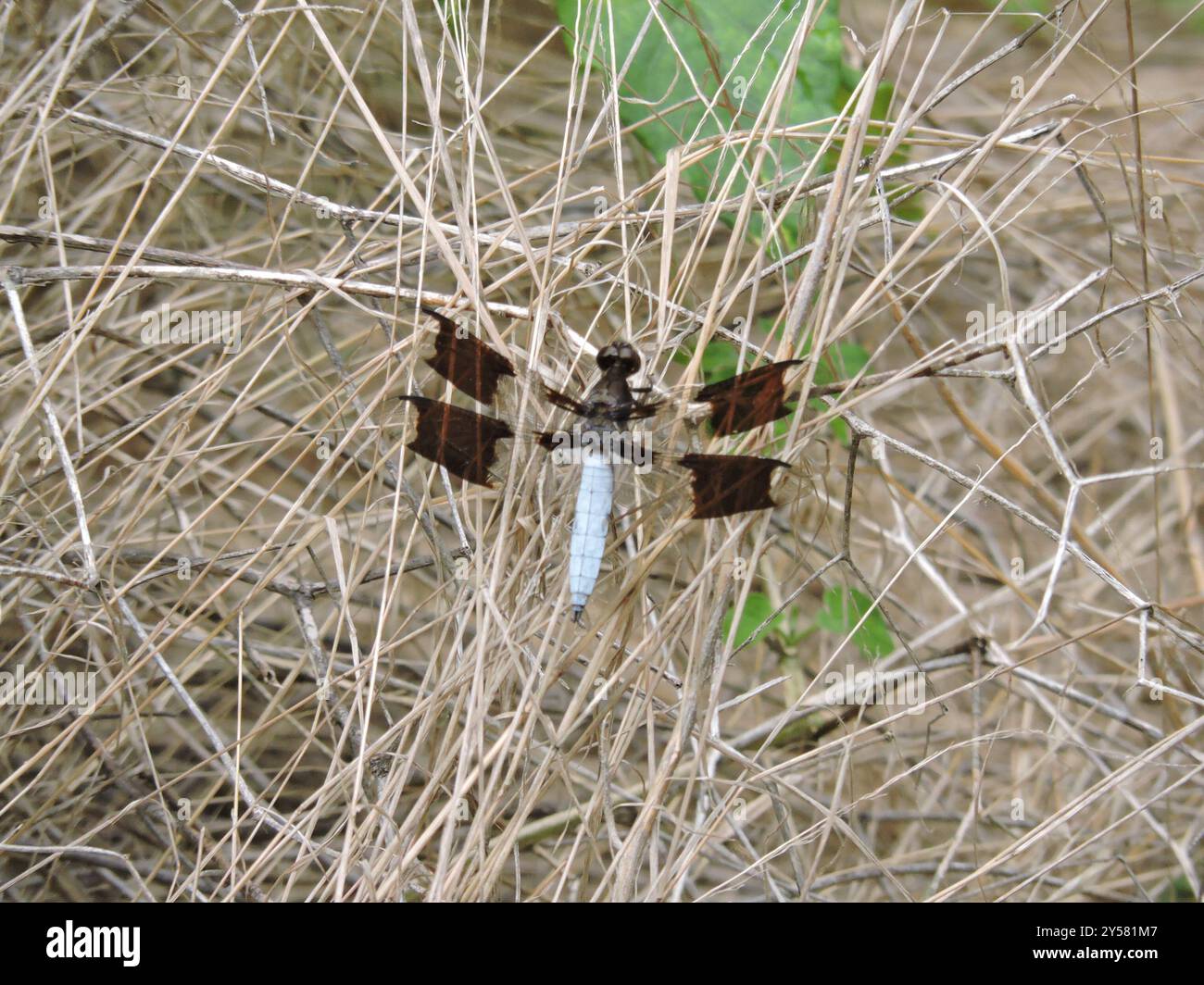 Common Whitetail (Plathemis lydia) Insecta Stock Photo - Alamy