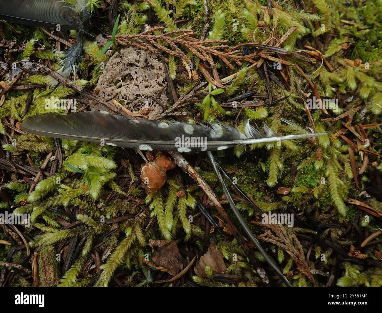 Dryobates Woodpeckers (Dryobates) Aves Stock Photo - Alamy