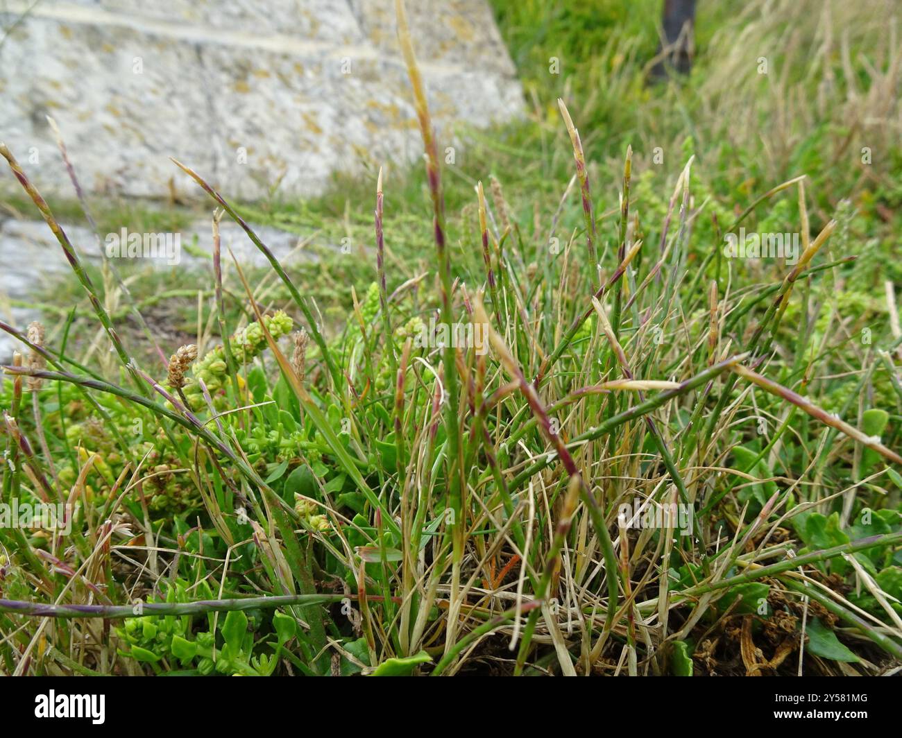 Parapholis strigosa hi-res stock photography and images - Alamy