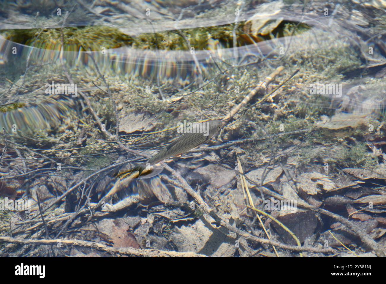 European chub (Squalius cephalus) Actinopterygii Stock Photo - Alamy