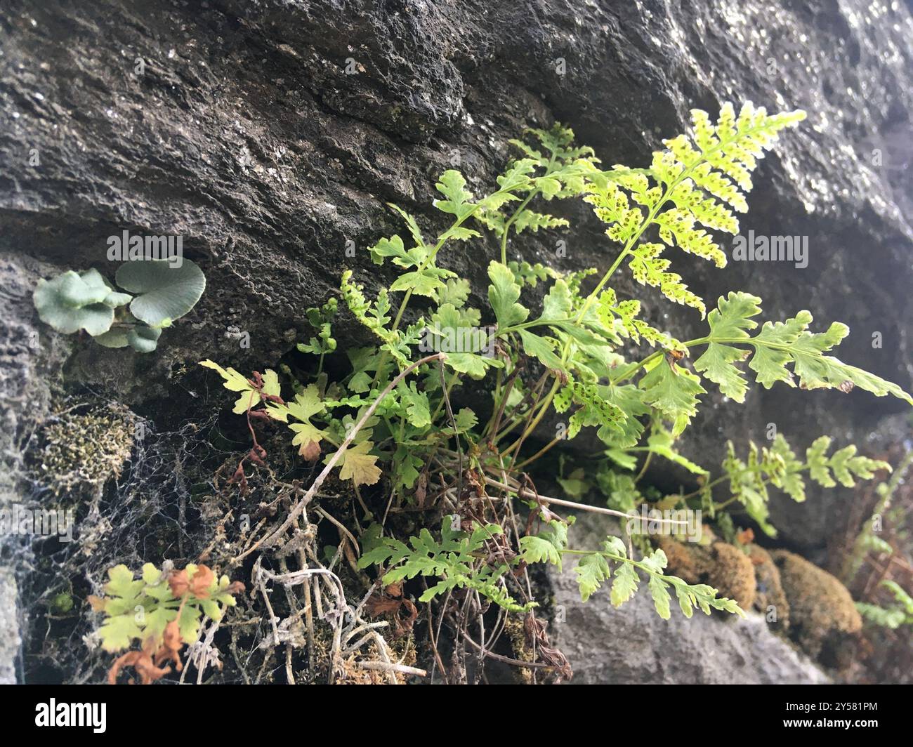 ferns (Polypodiopsida) Plantae Stock Photo - Alamy