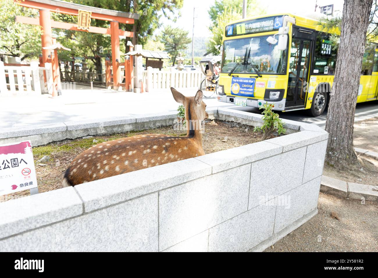 Deer in Nara, Japan Stock Photo - Alamy