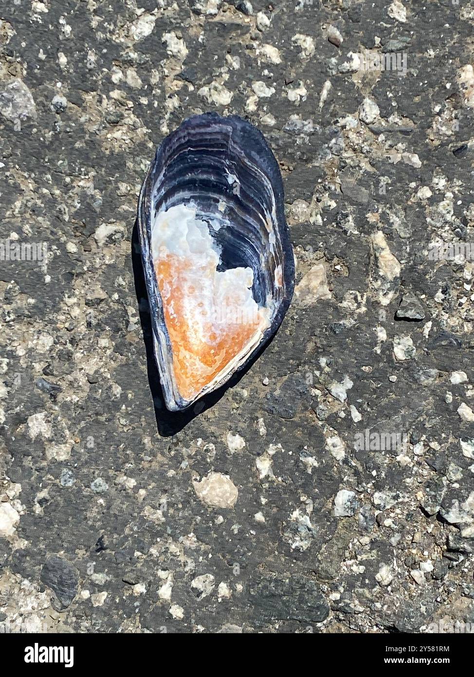 Blue Mussel Complex (Mytilus edulis) Mollusca Stock Photo - Alamy