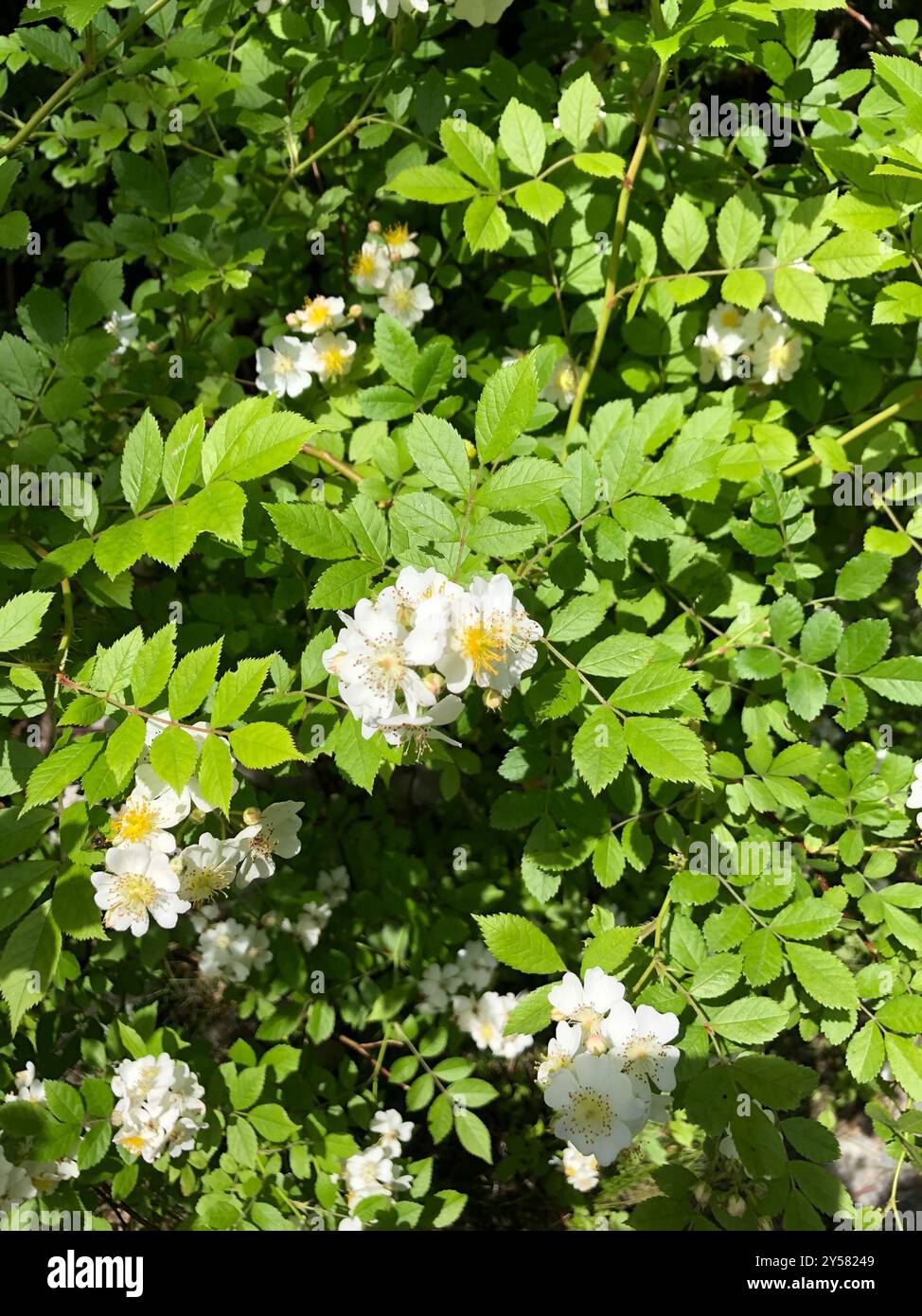 multiflora rose (Rosa multiflora) Plantae Stock Photo - Alamy