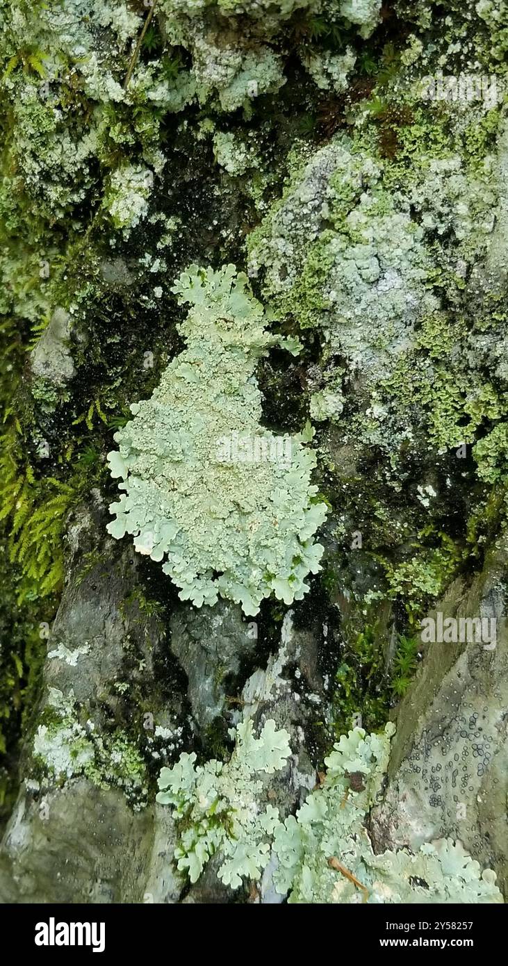 rock greenshield lichen (Flavoparmelia baltimorensis) Fungi Stock Photo ...