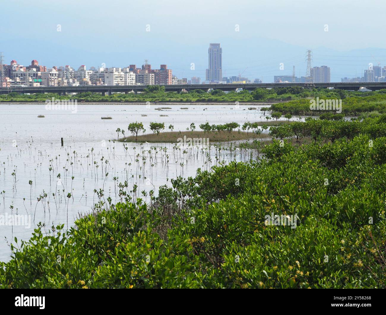 (Kandelia obovata) Plantae Stock Photo - Alamy