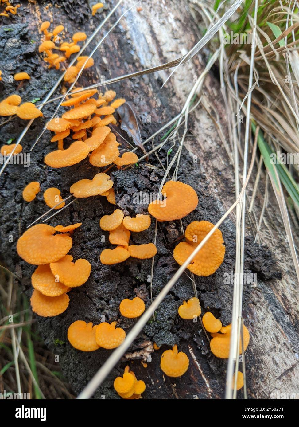orange pore fungus (Favolaschia claudopus) Fungi Stock Photo - Alamy