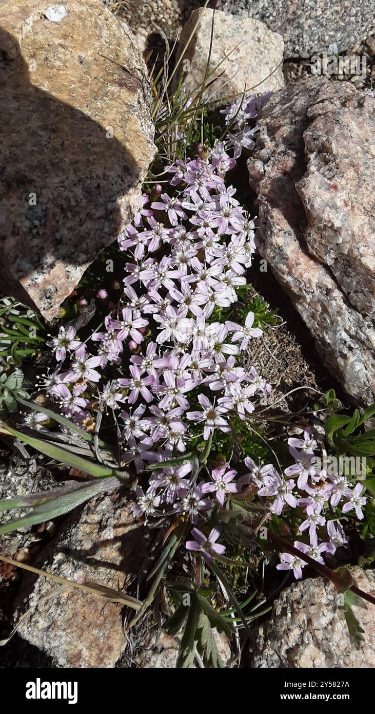 Moss Campion (Silene acaulis) Plantae Stock Photo - Alamy