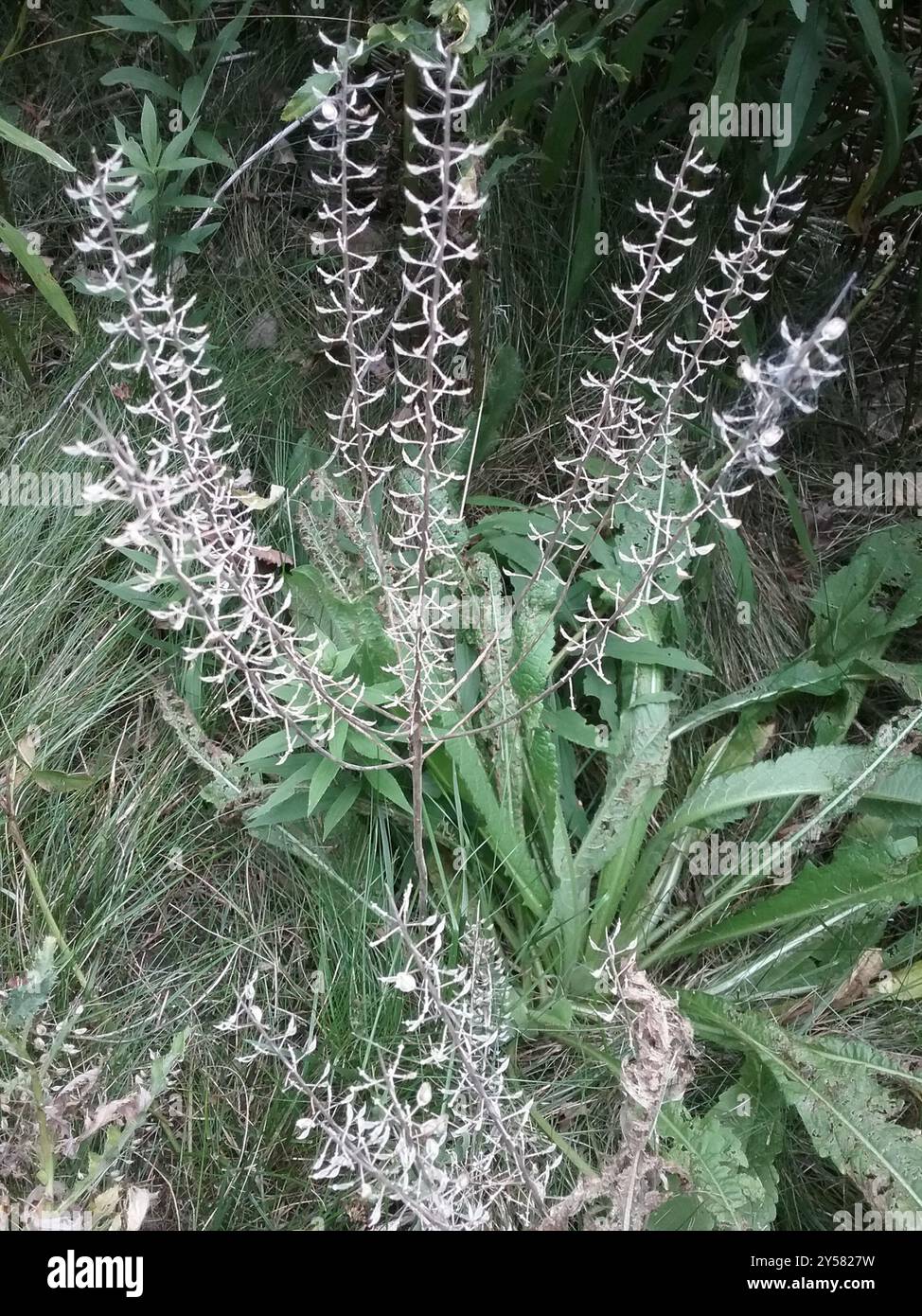 field peppergrass (Lepidium campestre) Plantae Stock Photo - Alamy