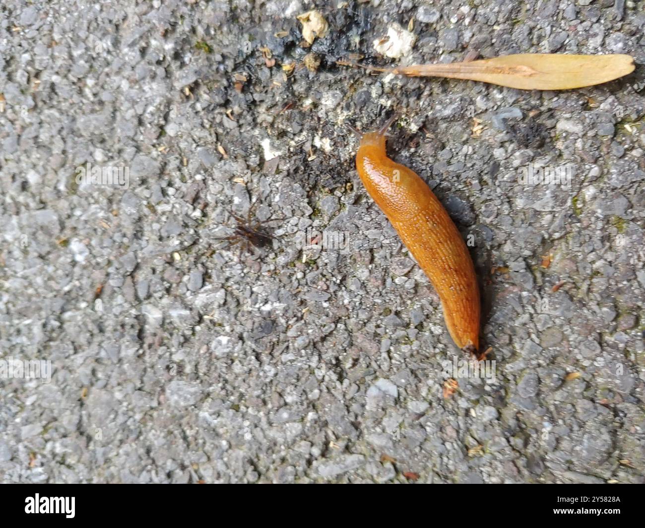 Western Dusky Slug (Arion subfuscus) Mollusca Stock Photo - Alamy