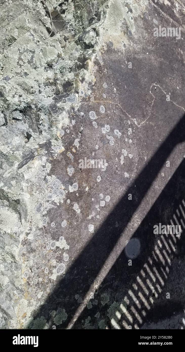 concentric boulder lichen (Porpidia crustulata) Fungi Stock Photo - Alamy