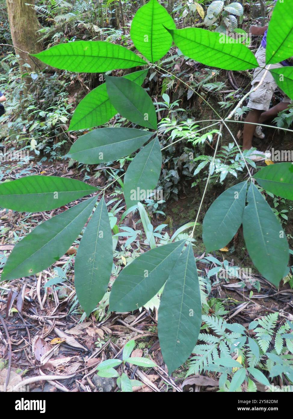 rubber tree (Hevea brasiliensis) Plantae Stock Photo - Alamy