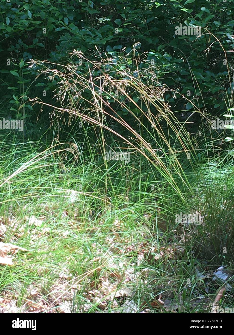 tufted hair grass (Deschampsia cespitosa) Plantae Stock Photo - Alamy