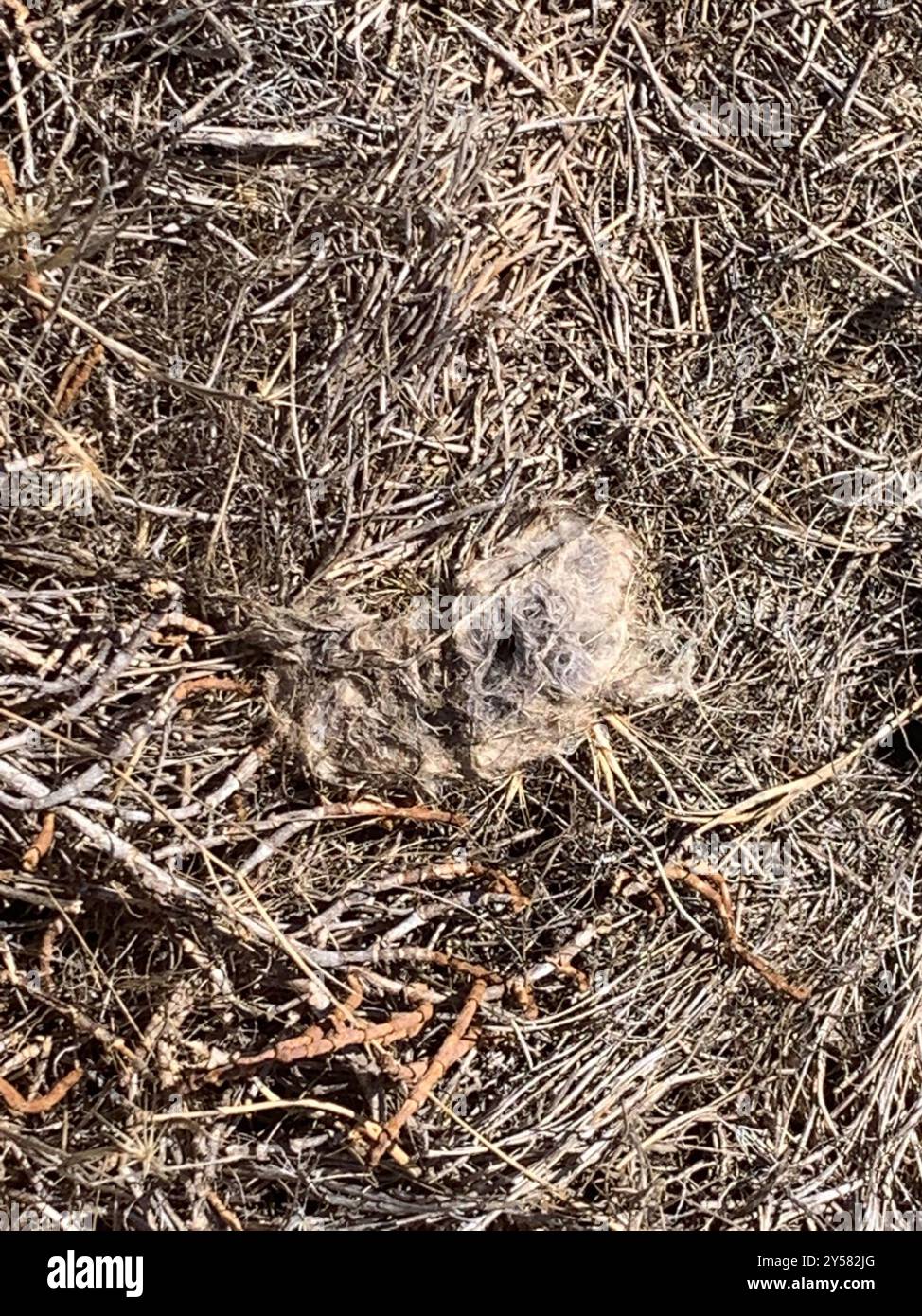 Black-tailed Jackrabbit (Lepus californicus) Mammalia Stock Photo - Alamy
