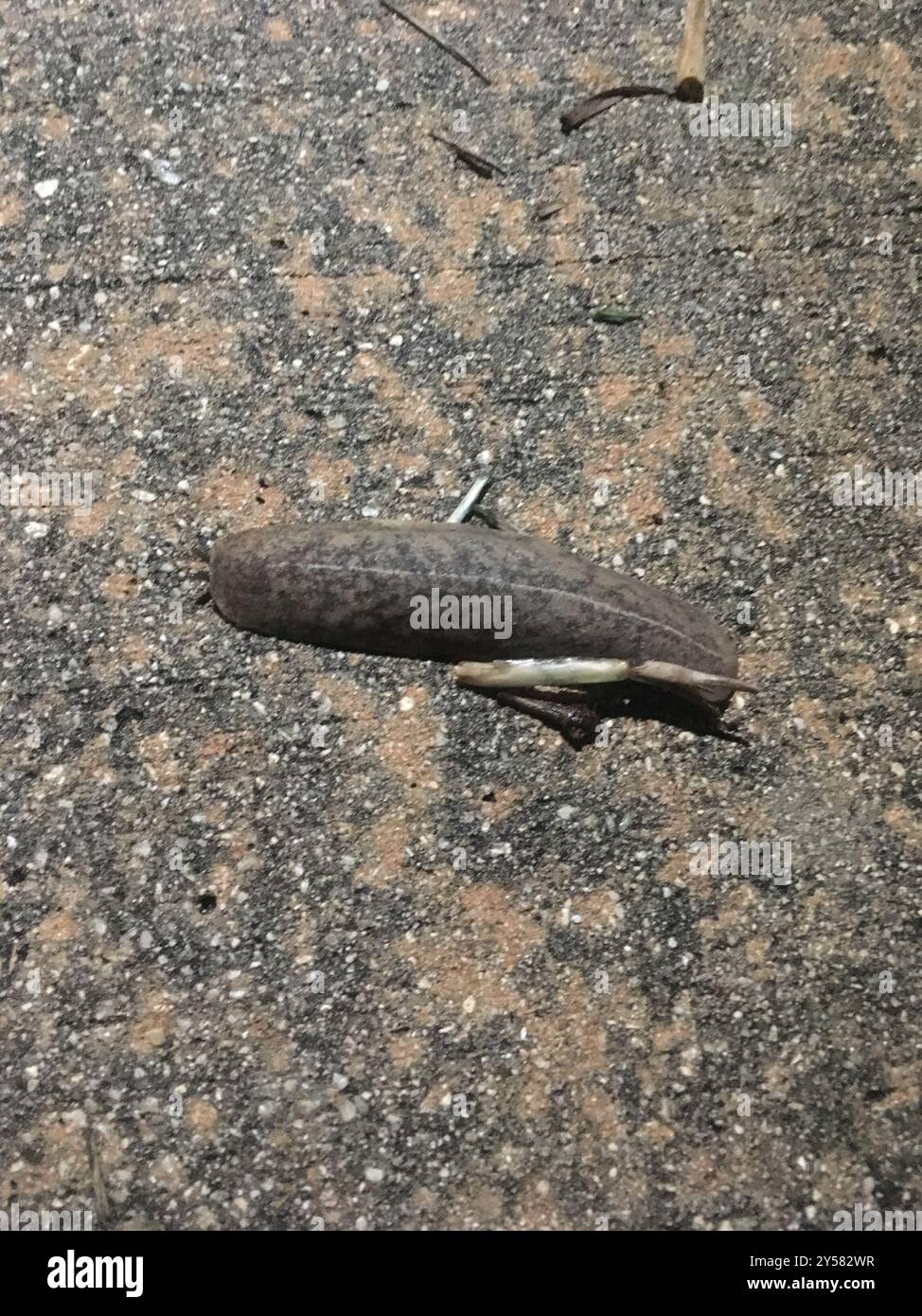Florida Leatherleaf Slug (Leidyula floridana) Mollusca Stock Photo - Alamy