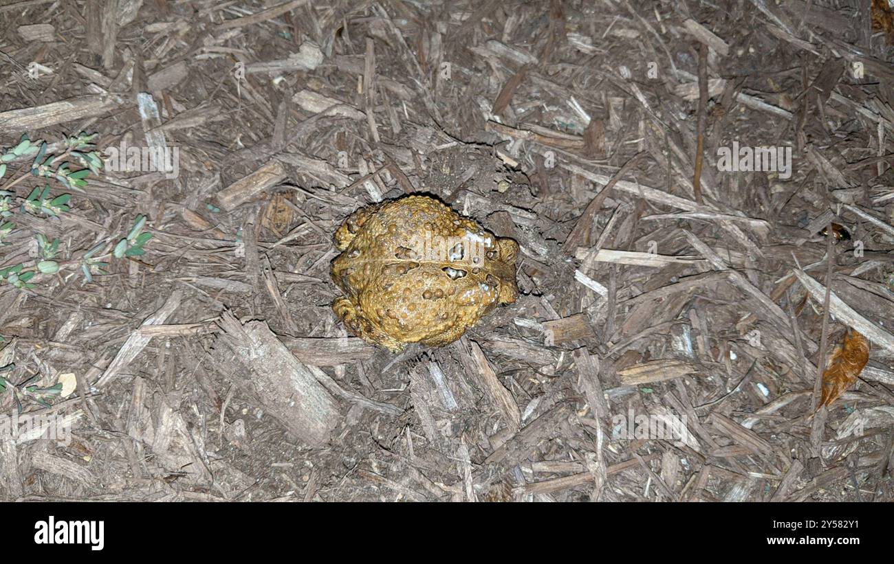Eastern American Toad (Anaxyrus americanus americanus) Amphibia Stock ...