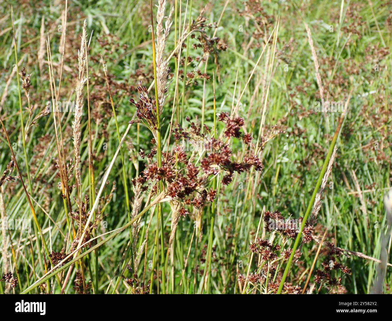 Sharp-flowered Rush (Juncus acutiflorus) Plantae Stock Photo - Alamy
