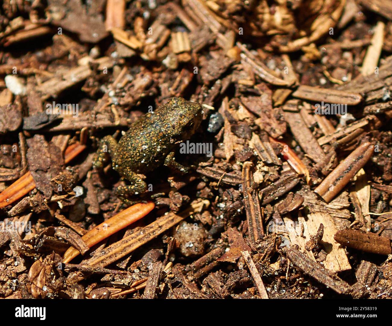 American Toad (Anaxyrus americanus) Amphibia Stock Photo - Alamy