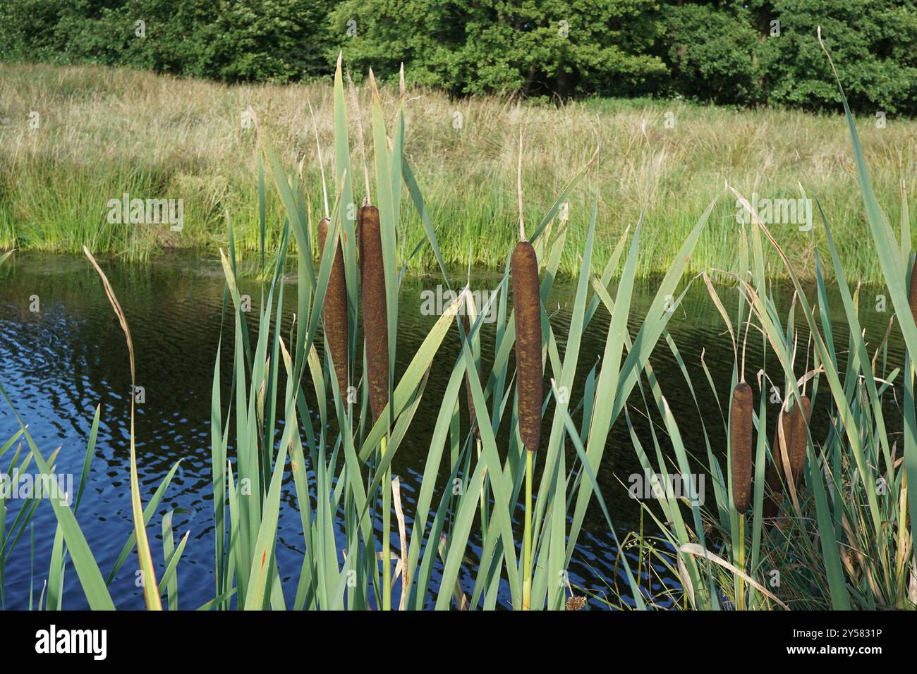broadleaf cattail (Typha latifolia) Plantae Stock Photo - Alamy
