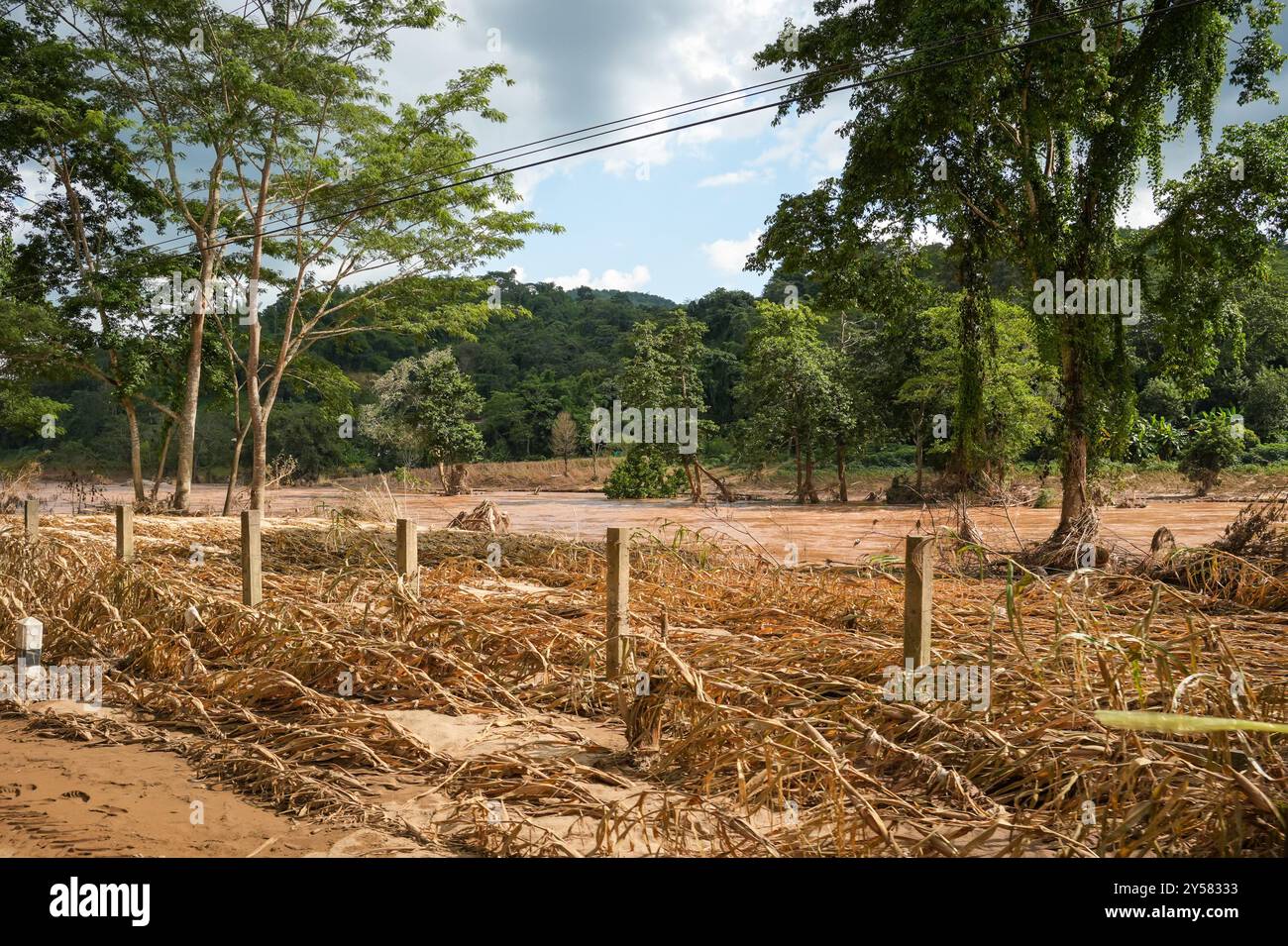 Chiang Rai, Thailand. 17th Sep, 2024. A corn field is seen covered by ...