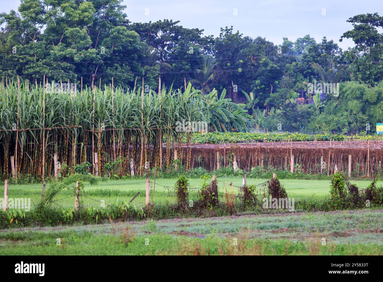 Sugarcane Farm at Chittagong.this photo was taken from Chittagong ...