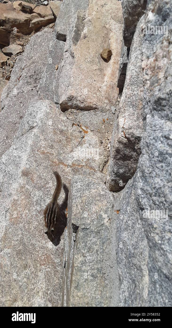 Western Chipmunks (Neotamias) Mammalia Stock Photo - Alamy