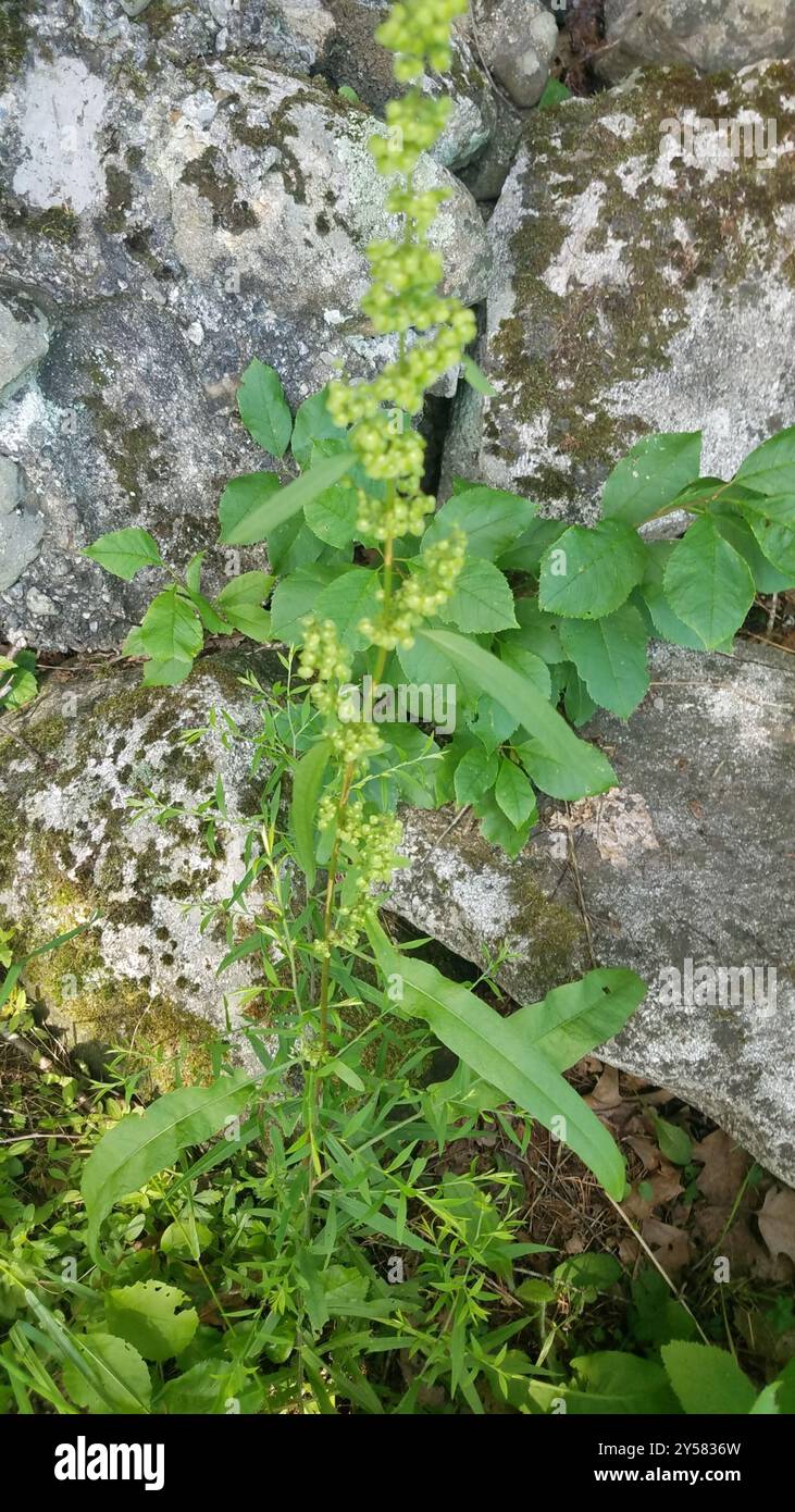 tall dock (Rumex altissimus) Plantae Stock Photo - Alamy