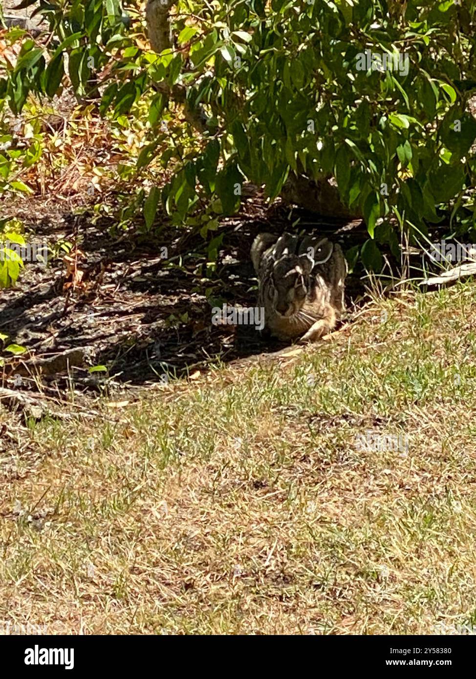 Black-tailed Jackrabbit (Lepus californicus) Mammalia Stock Photo - Alamy