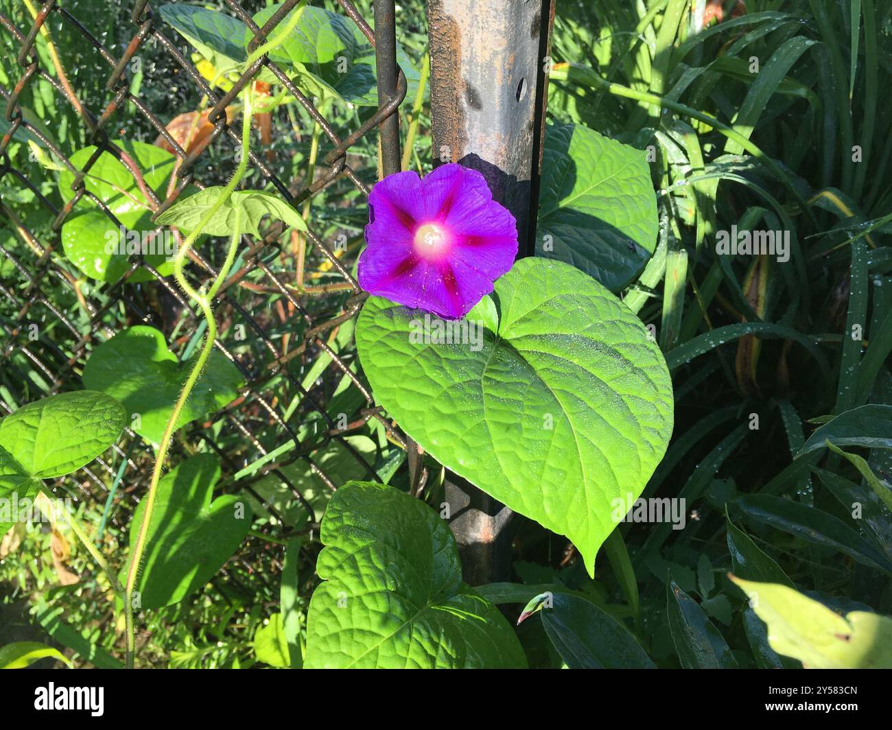 common morning-glory (Ipomoea purpurea) Plantae Stock Photo - Alamy
