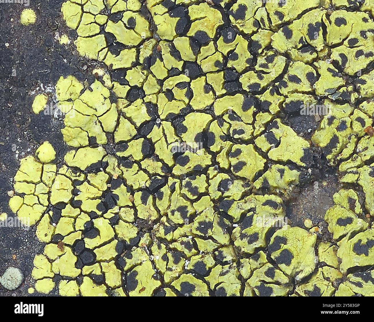 yellow map lichen (Rhizocarpon geographicum) Fungi Stock Photo - Alamy