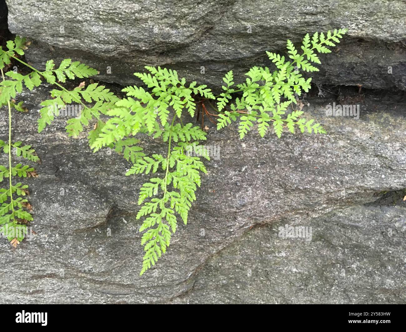 fragile ferns (Cystopteris) Plantae Stock Photo - Alamy