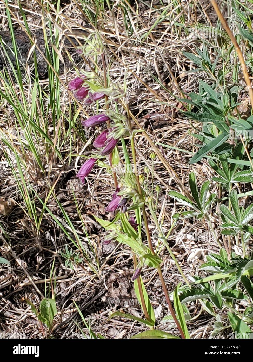 Whipple's penstemon (Penstemon whippleanus) Plantae Stock Photo - Alamy