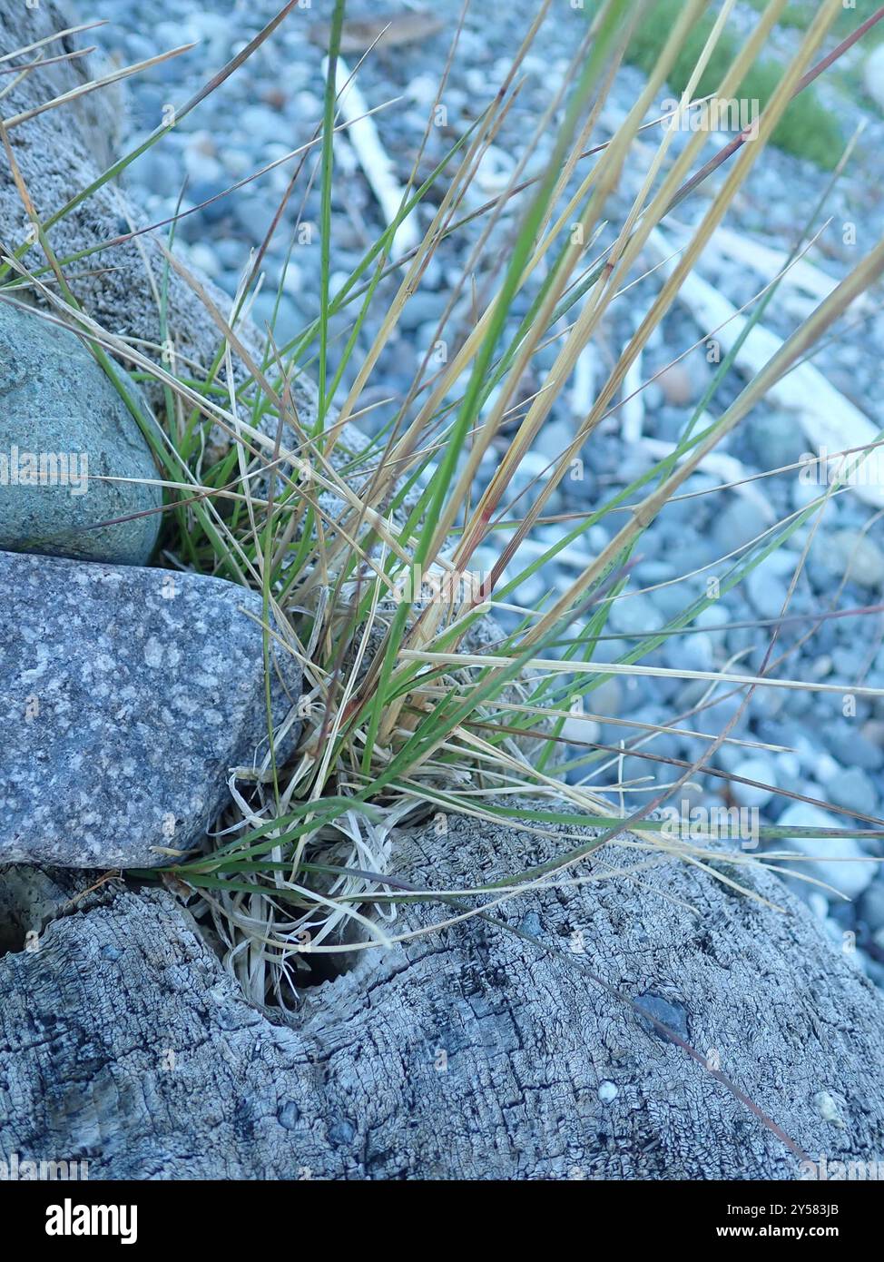 Salt Grass (Puccinellia) Plantae Stock Photo - Alamy