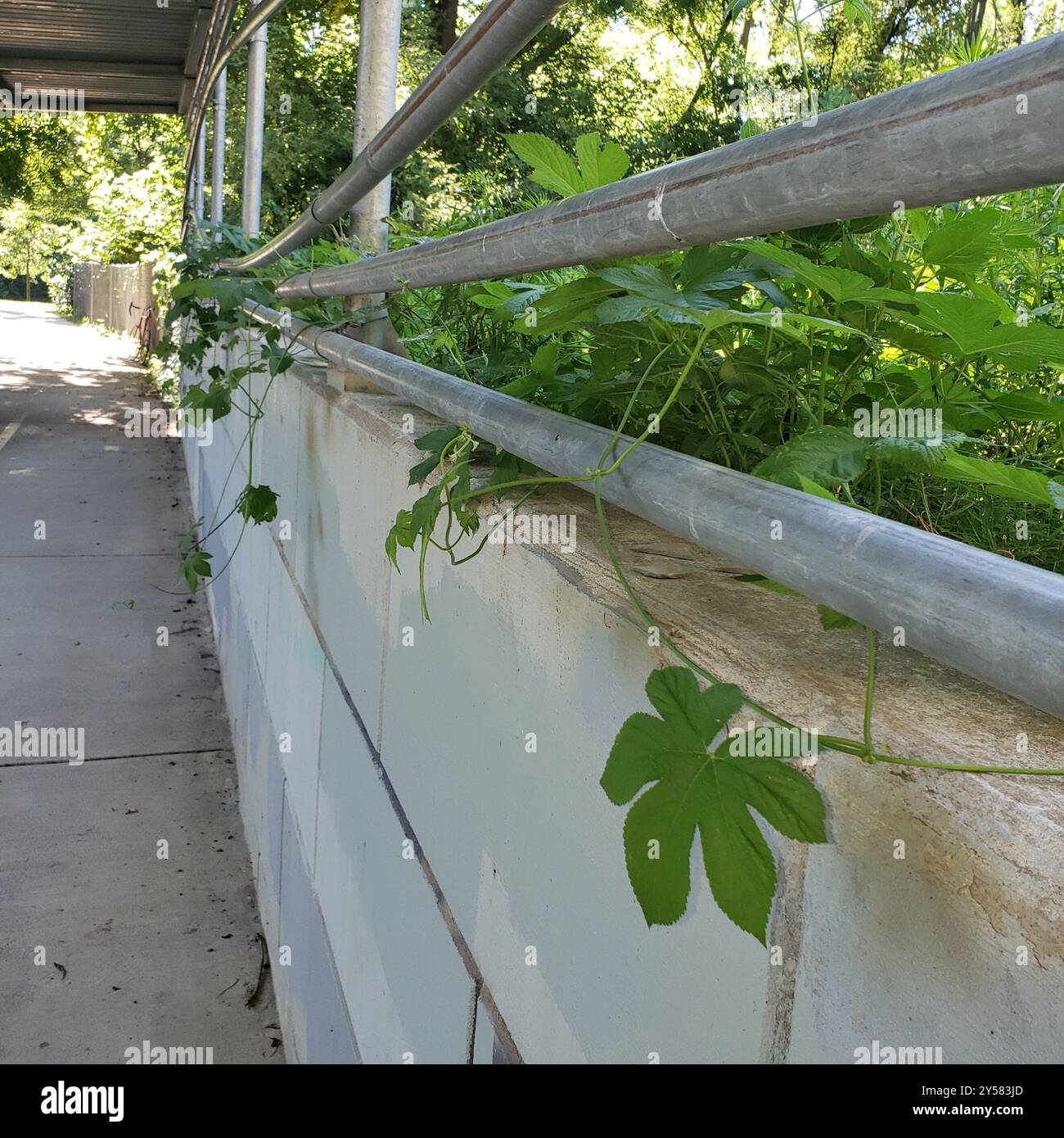 Japanese Hops (Humulus scandens) Plantae Stock Photo - Alamy