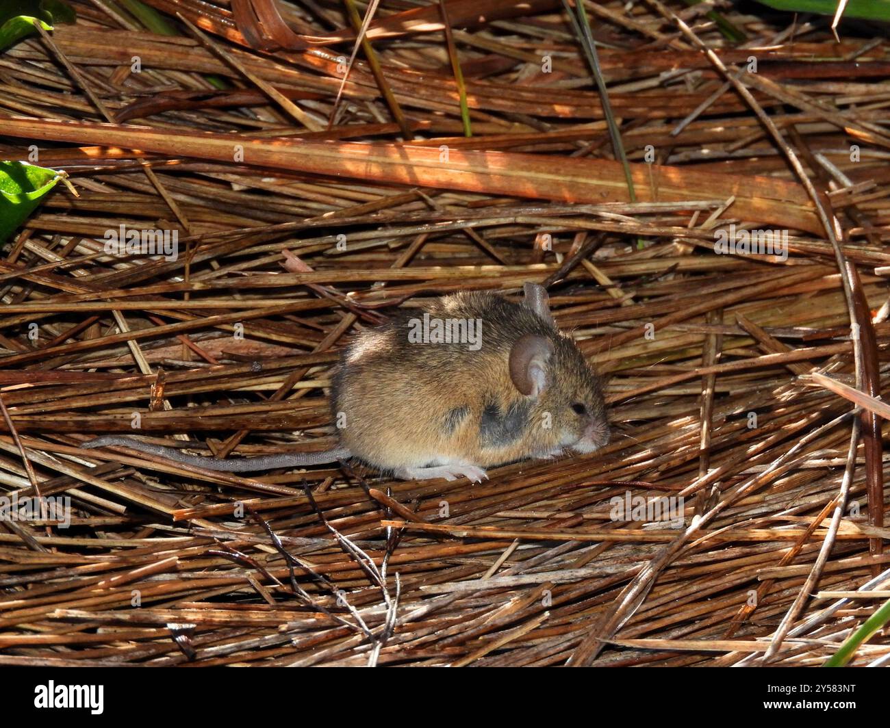 Tiny Pygmy Mouse (Mus minutoides) Mammalia Stock Photo - Alamy