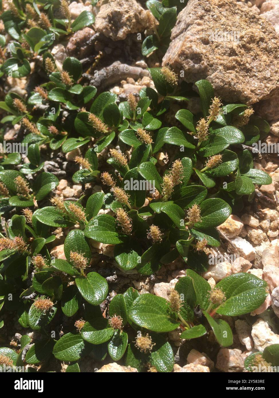 snow willow (Salix nivalis) Plantae Stock Photo - Alamy