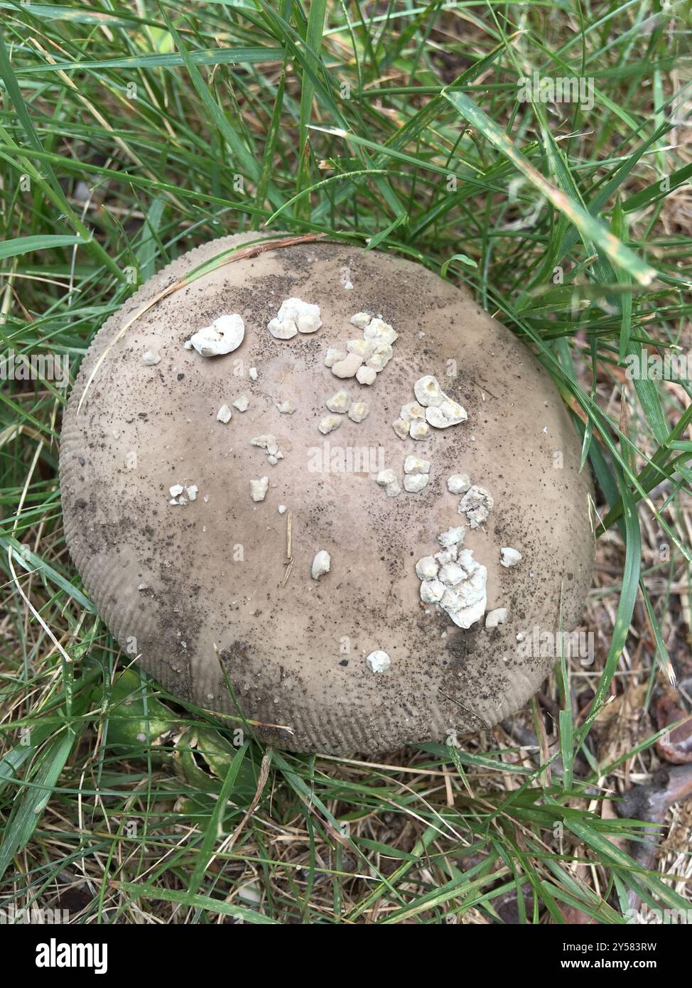 Hated Caesar (Amanita spreta) Fungi Stock Photo - Alamy