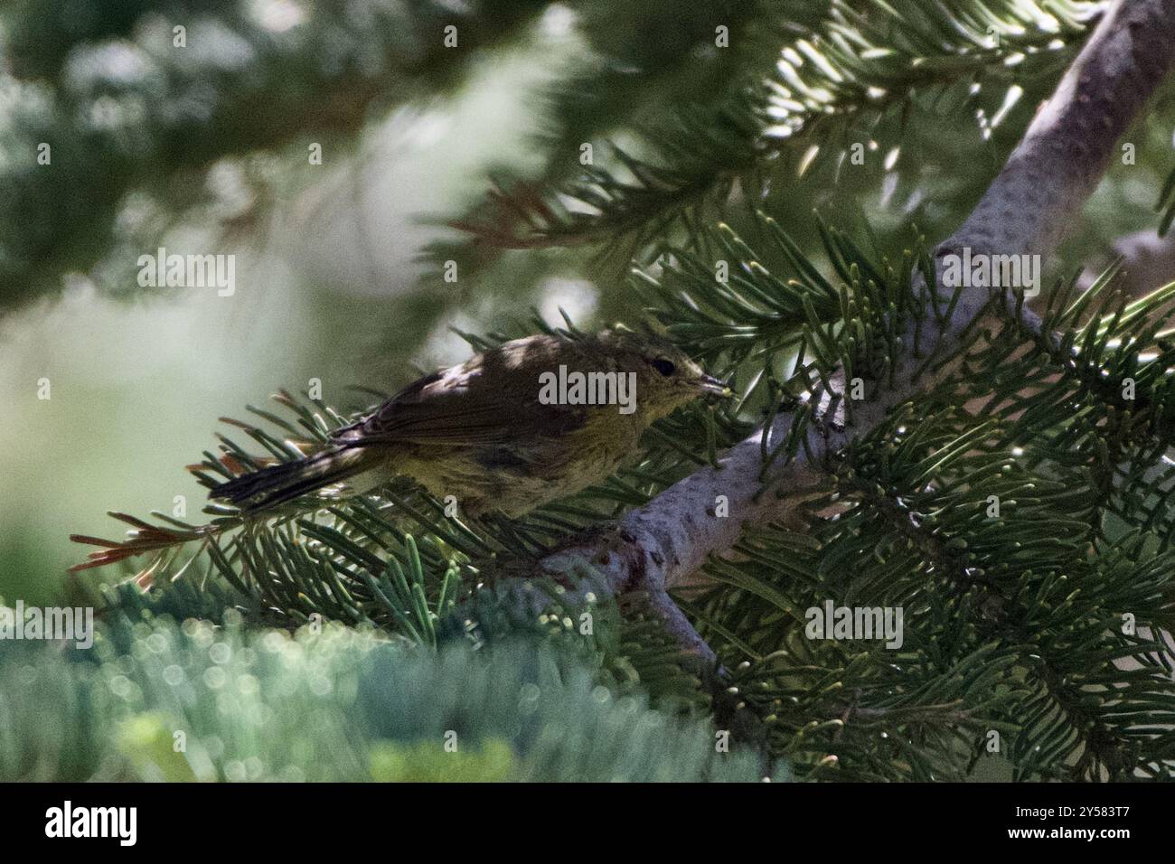 Orange-crowned Warbler (Leiothlypis celata) Aves Stock Photo - Alamy