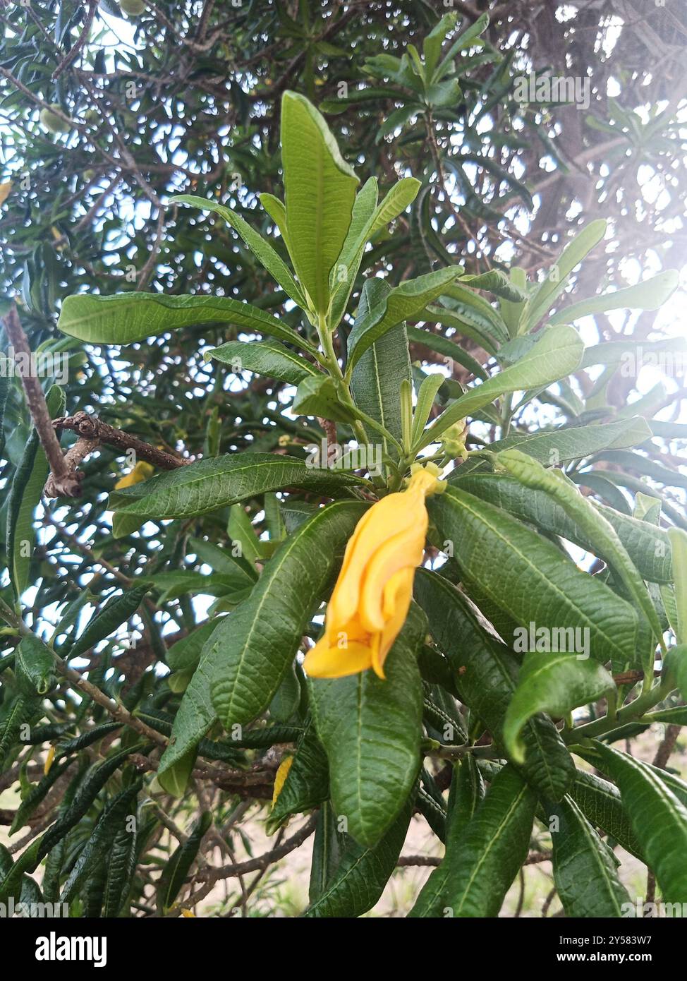 Cascabela ovata hi-res stock photography and images - Alamy
